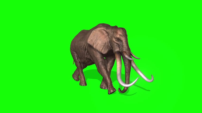 Elephant Running On Green Screen Stock Footage Video (100% Royalty-free ...