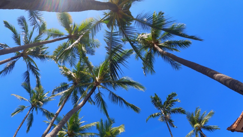 shot ground palm trees sky sun Stock Footage Video (100% Royalty-free ...