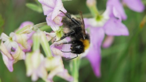 Close Bumblebee Climbing Lavender Plant Stock Footage Video (100% ...