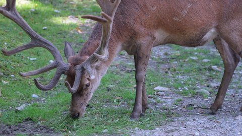 Wild Deer Antlers Eating Fresh Grass Stock Footage Video (100% Royalty ...