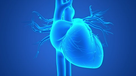 Human Circulatory System Heart Beat Anatomy Stock Footage Video (100% ...