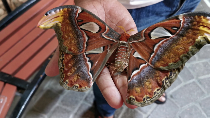 89 Giant atlas Stock Video Footage - 4K and HD Video Clips | Shutterstock