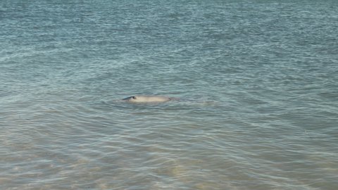 Bottlenose Dolphin Laying On Side Shallow Stock Footage Video (100% ...