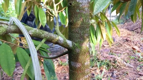 Durian Tree Trunk Typical Indonesian Asian Stock Footage Video (100% ...