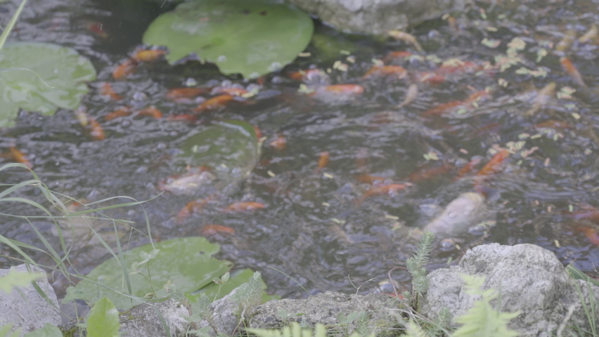 Fish pond and aquatic culture with reflections image - Free stock photo ...