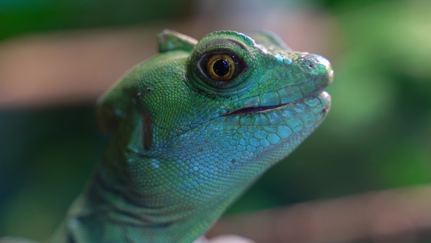 Jesus Christ Lizard Stock Video Footage - 4K and HD Video Clips ...