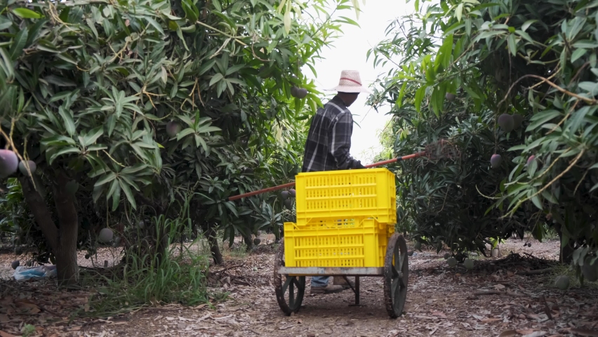 Mango crates Stock Video Footage - 4K and HD Video Clips | Shutterstock