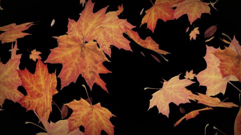 Autumn Leaves Falling Animation Alpha Channel Stock Footage Video (100% ...