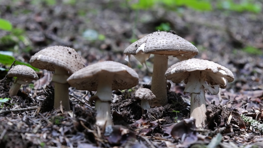 Boletus Family Stock Video Footage - 4K and HD Video Clips | Shutterstock