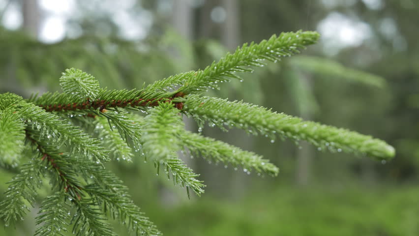 close-up spruce tree branch forest filmed Stock Footage Video (100% ...