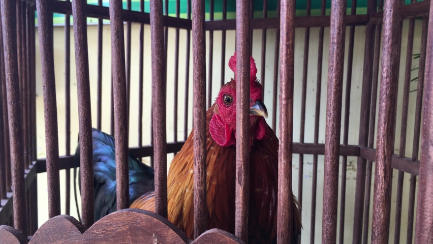 rooster wooden cage Stock Footage Video (100% Royalty-free) 1077498725 ...