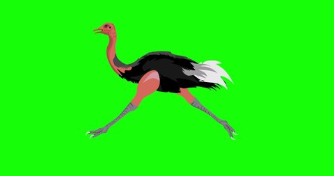 Running Ostrich 2d Cartoon Loop Animation Stock Footage Video (100% ...