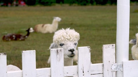Blue Eyes Alpaca Animal Close Head Stock Footage Video (100% Royalty ...