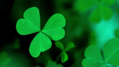 Lucky Irish Four Leaf Clover Field Stock Footage Video (100% Royalty ...
