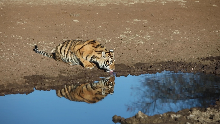 Adolescent Bengal Tiger Reflects in Stock Footage Video (100% Royalty ...