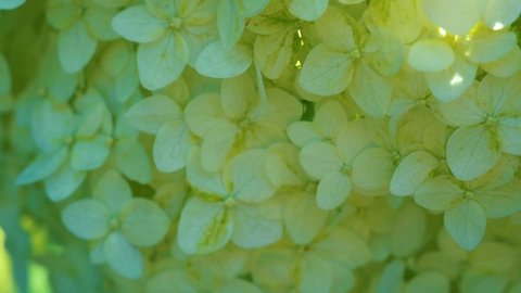 Hydrangea Treelikea Beautiful Flowering Shrubswaying Wind Stock Footage ...
