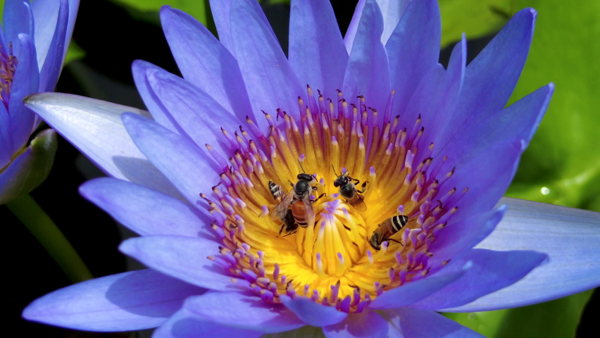 Lotus Bee Stock Video Footage - 4K and HD Video Clips | Shutterstock