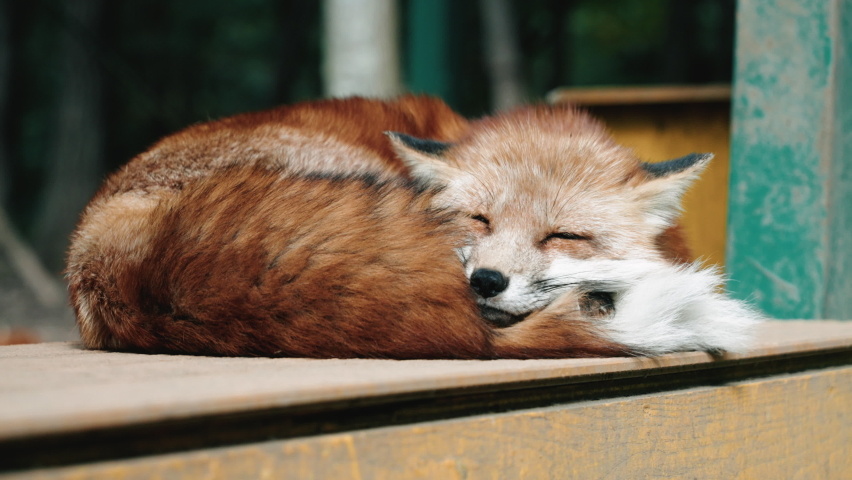 Curled Up Fox image - Free stock photo - Public Domain photo - CC0 Images