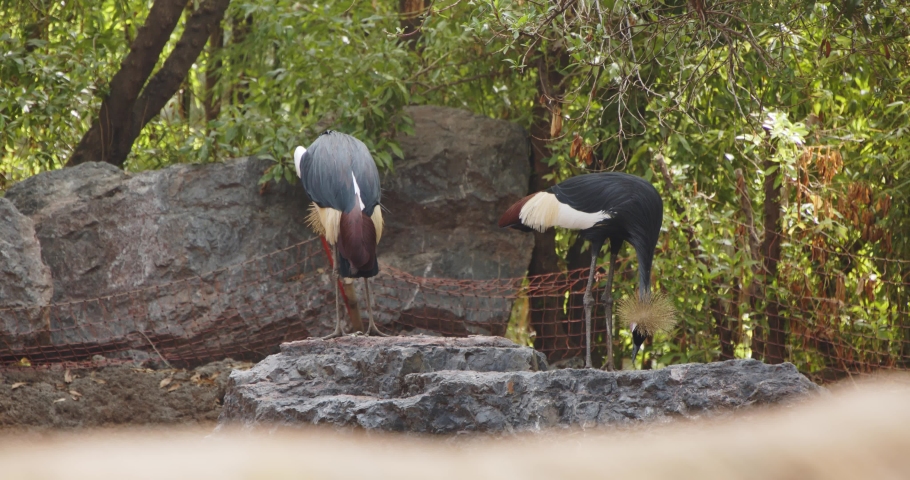 Bent Wing Bird Stock Video Footage - 4K and HD Video Clips | Shutterstock