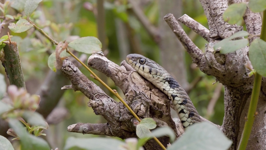 Snake Climb Tree Stock Video Footage - 4K and HD Video Clips | Shutterstock