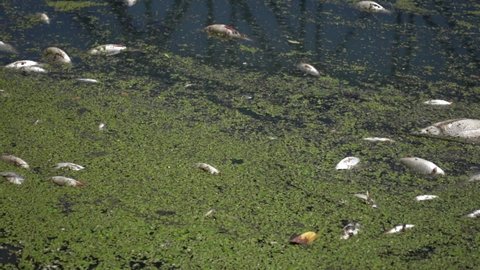 Fish Suffocate Polluted Water Stock Footage Video (100% Royalty-free ...