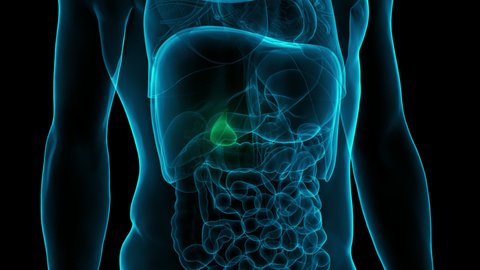 Human Internal Organ Gallbladder Anatomy Animation Stock Footage Video ...