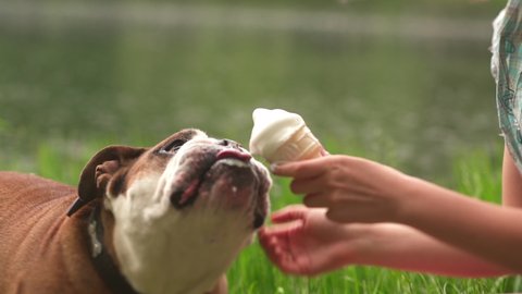 Cute Funny English Bulldog Eating Cold Stock Footage Video (100% ...