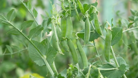 Peas Harvesting Green Peas Man Tears Stock Footage Video (100% Royalty ...