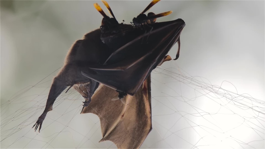 Closeup Clip of Bat Carcass Stock Footage Video (100% Royalty-free ...