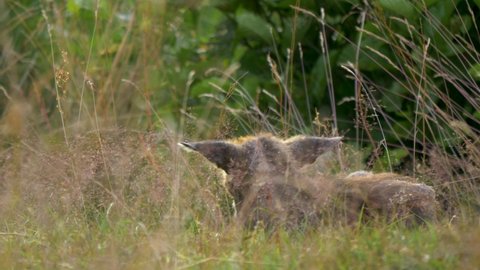 Fox Infected Scabies Itching Himself Slowmotion Stock Footage Video ...