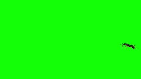 Ant Walking On Green Screen Stock Footage Video (100% Royalty-free ...
