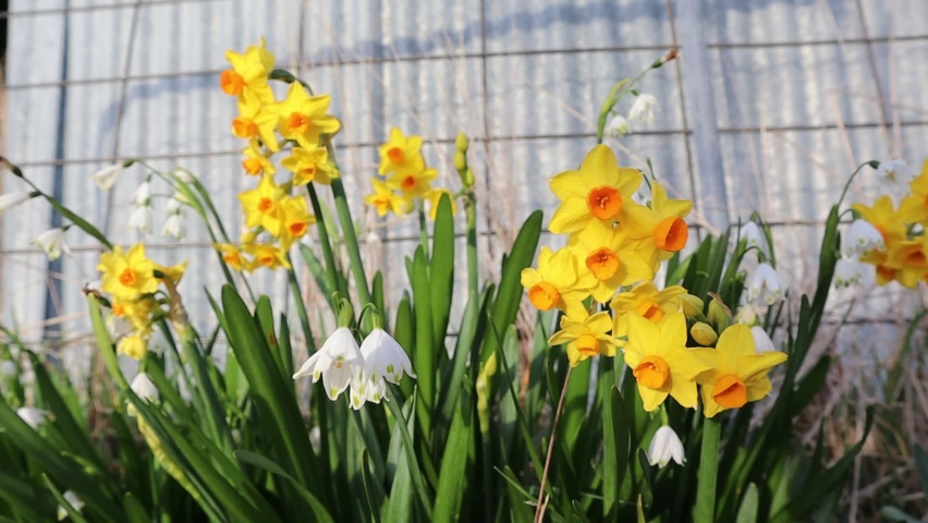 pretty spring daffodils snowdrop flowers sunshine Stock Footage Video ...