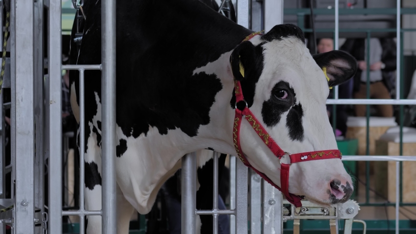 Scared cow Stock Video Footage - 4K and HD Video Clips | Shutterstock