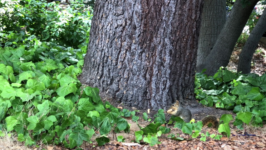 Barren oak tree Stock Video Footage - 4K and HD Video Clips | Shutterstock