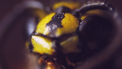 Yellow Wasp Super Magnification Under Microscope Stock Footage Video ...