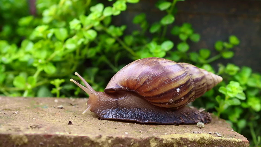 Achatina Fulica Stock Video Footage - 4K and HD Video Clips | Shutterstock