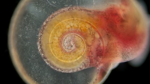 Development Fertilized Fish Eggs Under Microscope Stock Footage Video ...