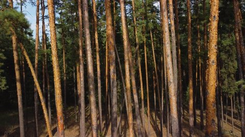 385 Conifer tree line Stock Video Footage - 4K and HD Video Clips ...