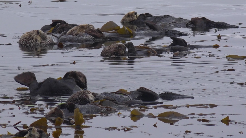 Otter Float Cute Stock Video Footage - 4K and HD Video Clips | Shutterstock