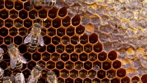 Beautiful Striped Domestic Bees Waving Wings Stock Footage Video (100% ...