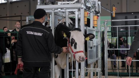 Scared cow Stock Video Footage - 4K and HD Video Clips | Shutterstock