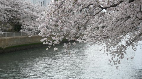 Tokyo Oyoko River Cherry Blossoms Stock Footage Video (100% Royalty ...