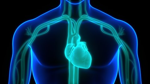 Human Circulatory System Heart Beat Anatomy Stock Footage Video (100% ...