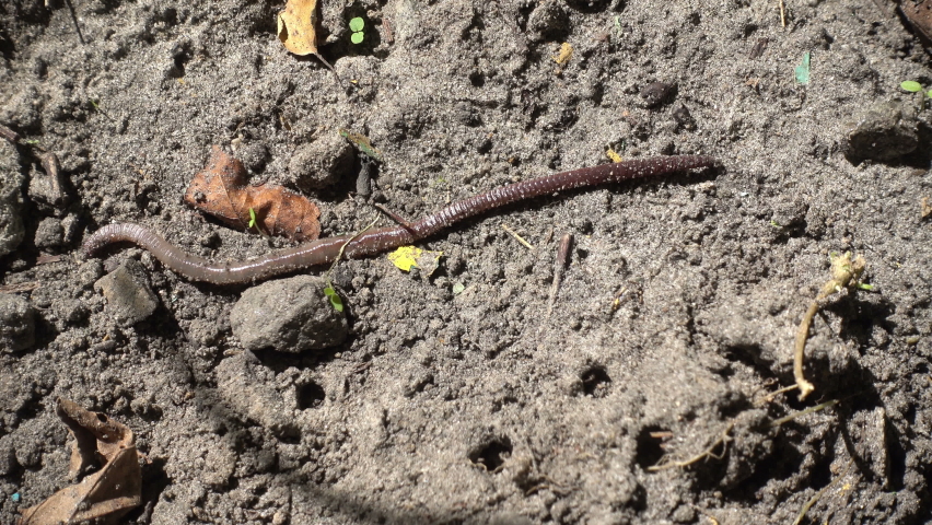 Giant earthworm Stock Video Footage - 4K and HD Video Clips | Shutterstock