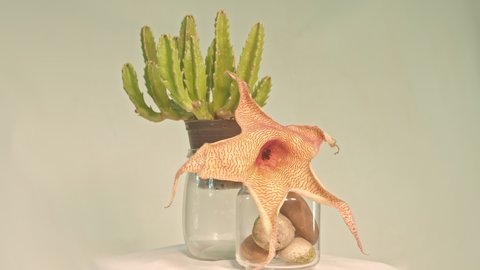 Large Cactus Shaped Like Starfish Withering Stock Footage Video (100% ...