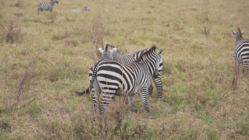 Printable image Stock Video Footage - 4K and HD Video Clips | Shutterstock