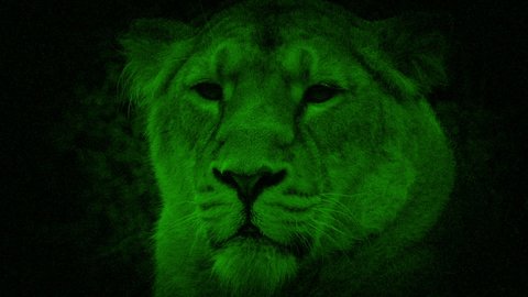 Nightvision Lioness Looking Around Closeup Stock Footage Video (100% ...