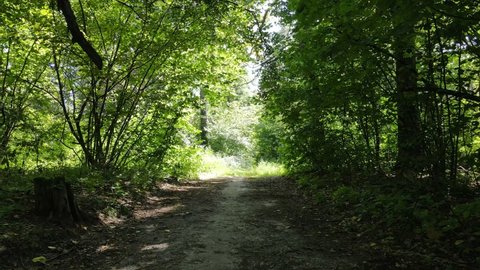 Trees Forest During Day Stock Footage Video (100% Royalty-free ...