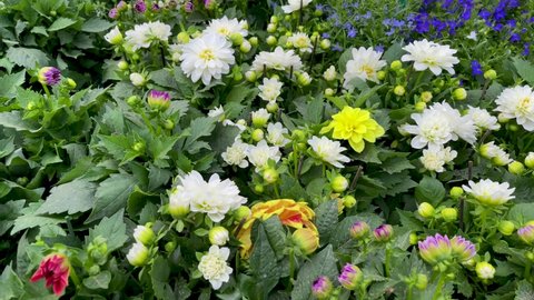 Sliding Over Flower Bed Beautiful Flowers Stock Footage Video (100% ...