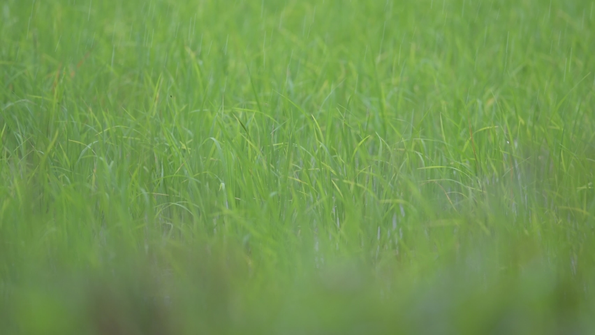 Spoiled Rice Stock Video Footage - 4K and HD Video Clips | Shutterstock